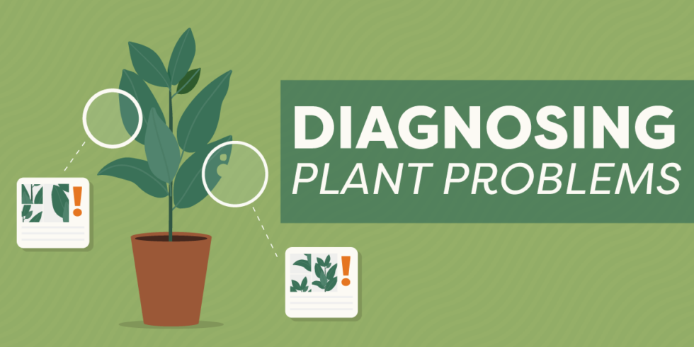 Common Plant Pests & Diseases: How to Identify & Treat Them - Anawalt ...
