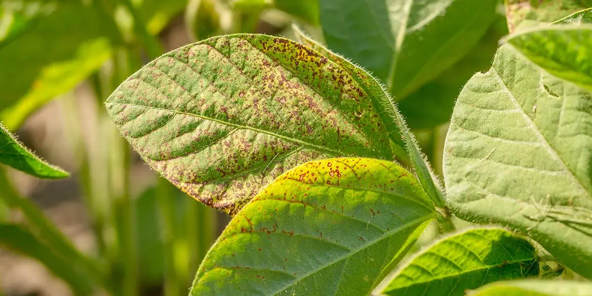 Diagnosing Plant Problems: Is It Insects or Disease? Tips for ...