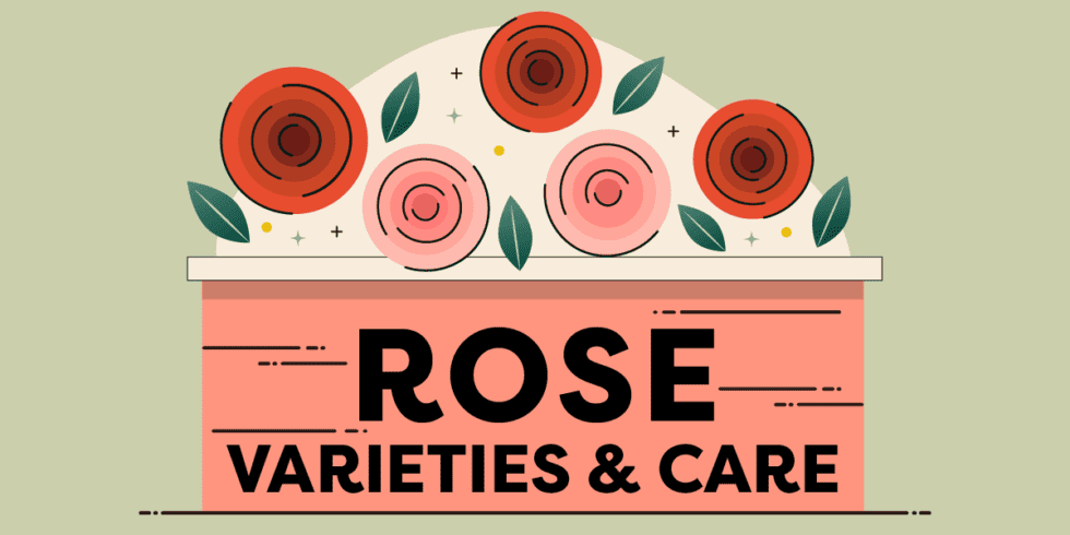From Bud to Bloom: A Guide to Rose Varieties & Care - Anawalt Lumber Blog